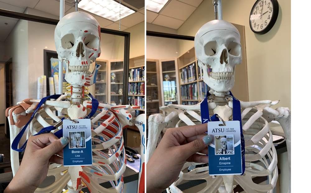 ATSU News | Arizona campus library skeleton naming contest results